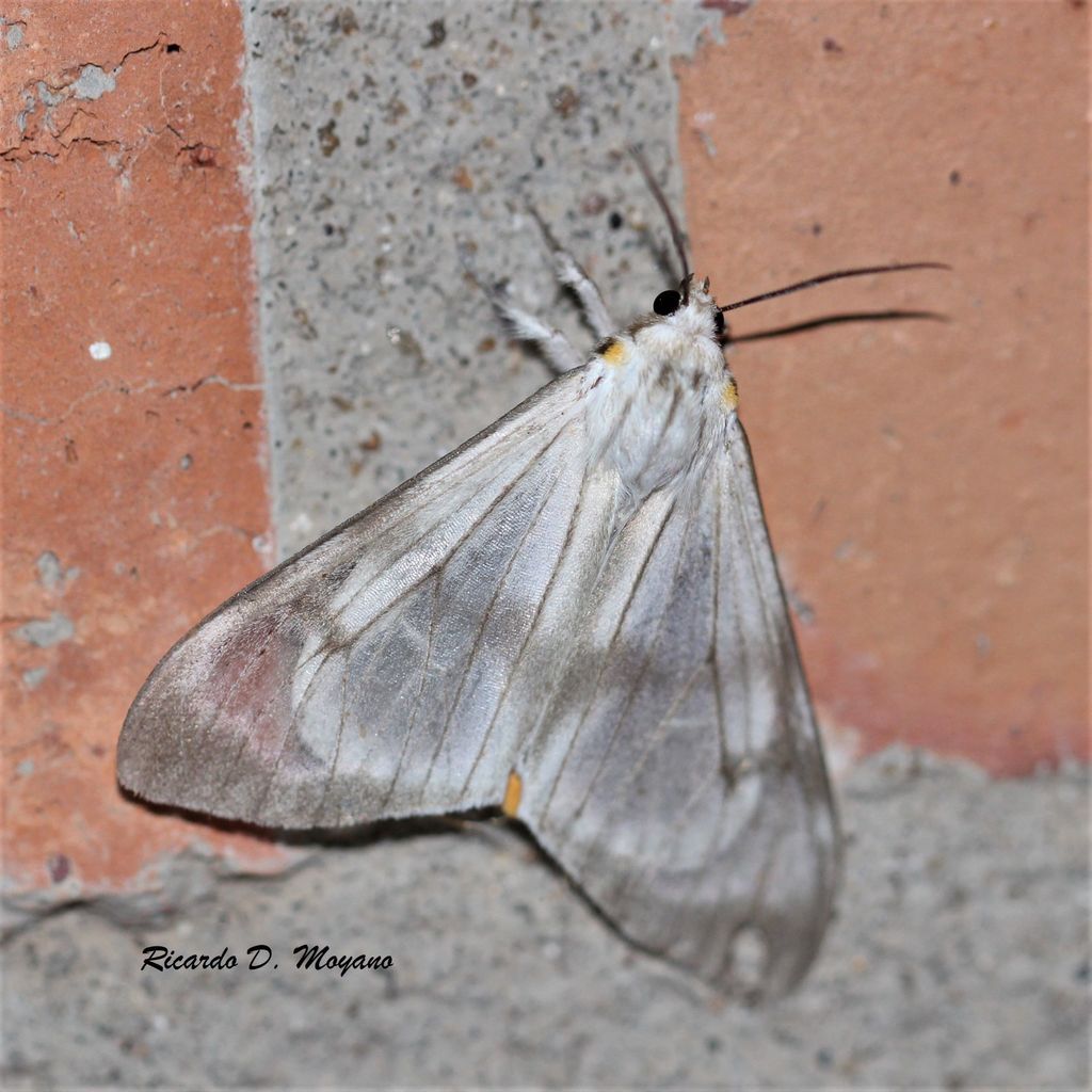 Dysschema amphissa from Guaraní, Misiones, Argentina on March 07, 2019 ...