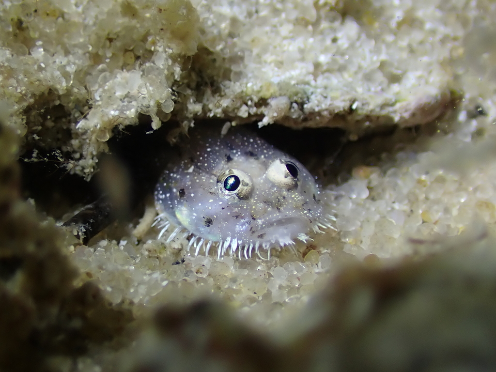 Cryptic Bearded Goby from Marmion, AU-WA-JO, AU-WA, AU on February 02 ...