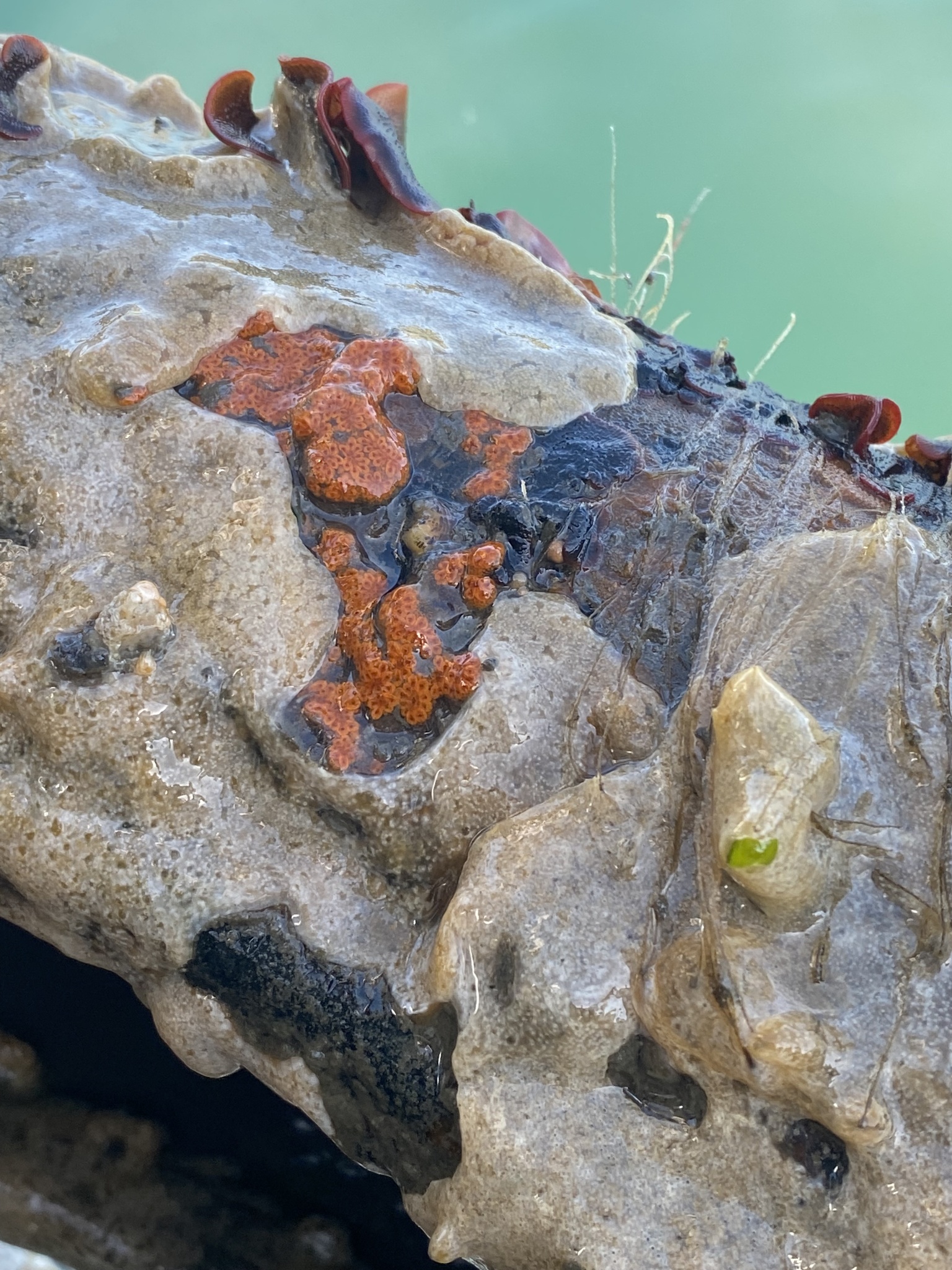 Didemnum vexillum Kott, 2002