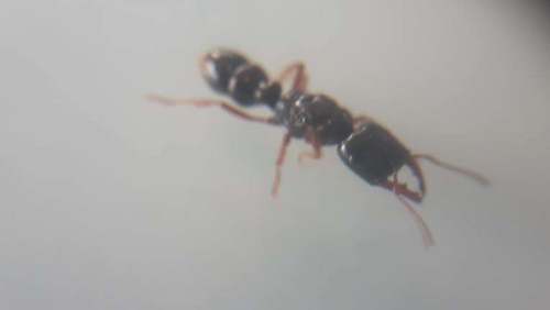 Observations by ants_new_zealand · iNaturalist