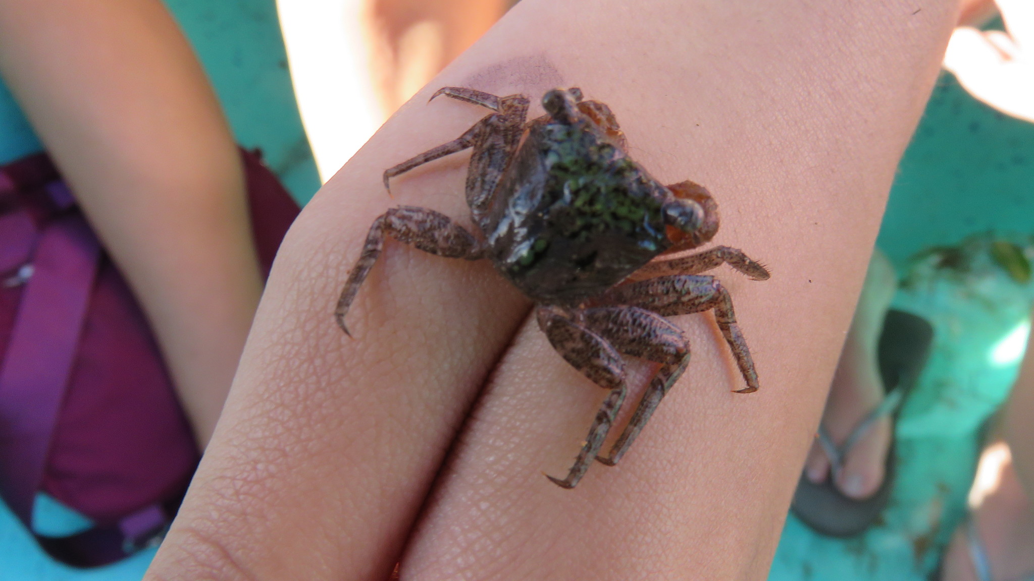 Aratus pacificus Thiercelin & Schubart, 2014