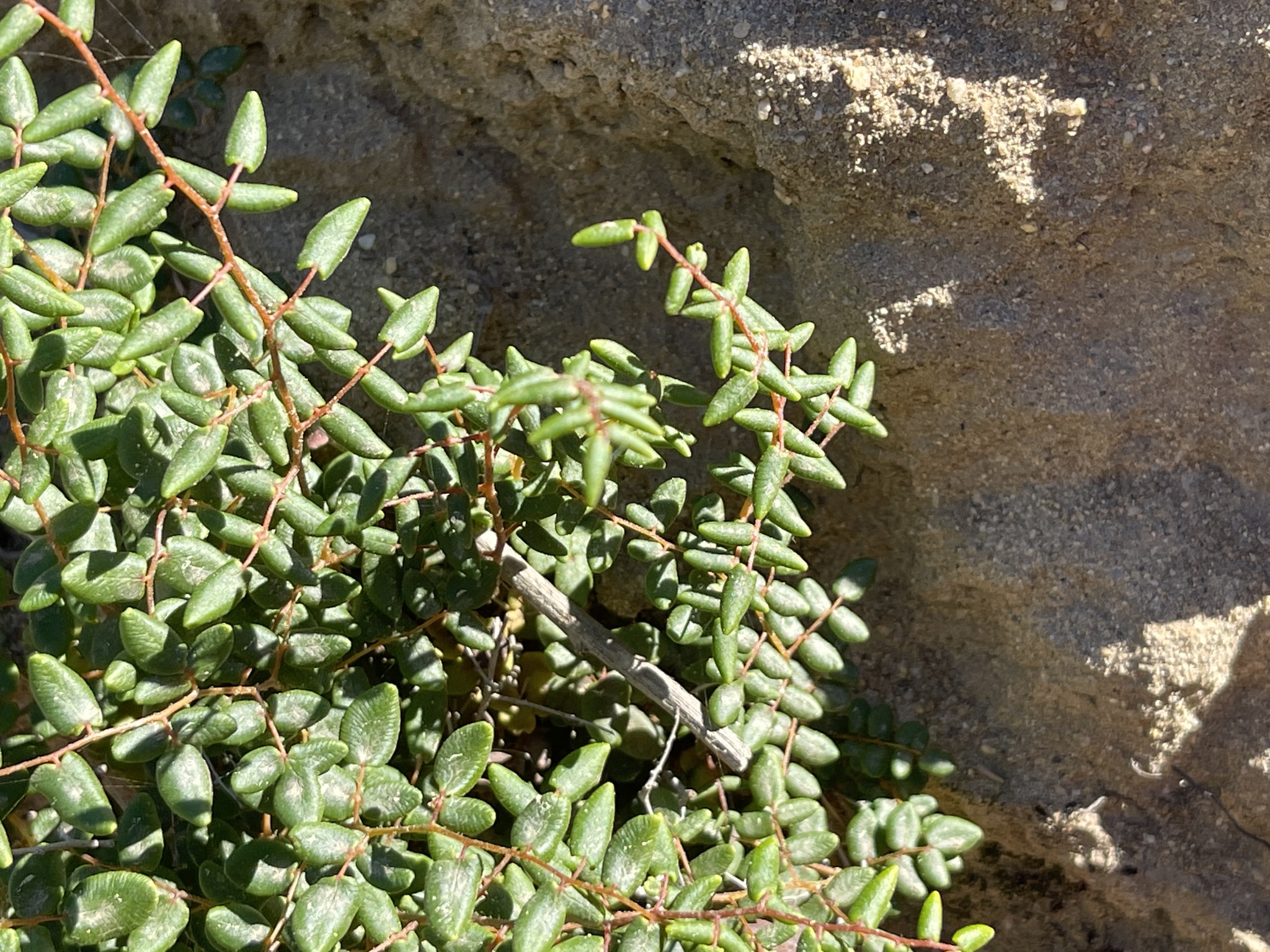 Pellaea andromedifolia var. pubescens D.C.Eaton