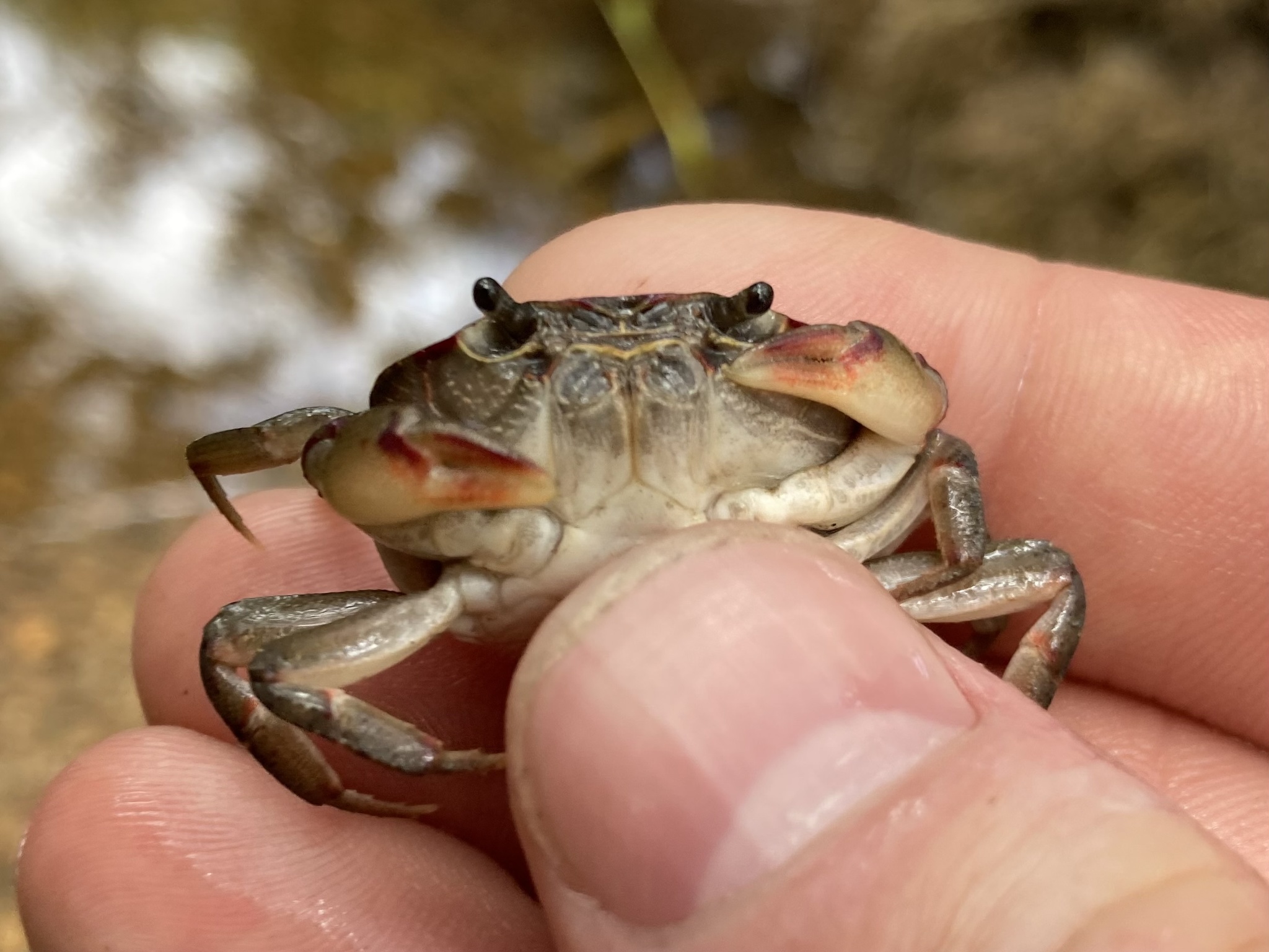 Austrothelphusa transversa (von Martens, 1868)