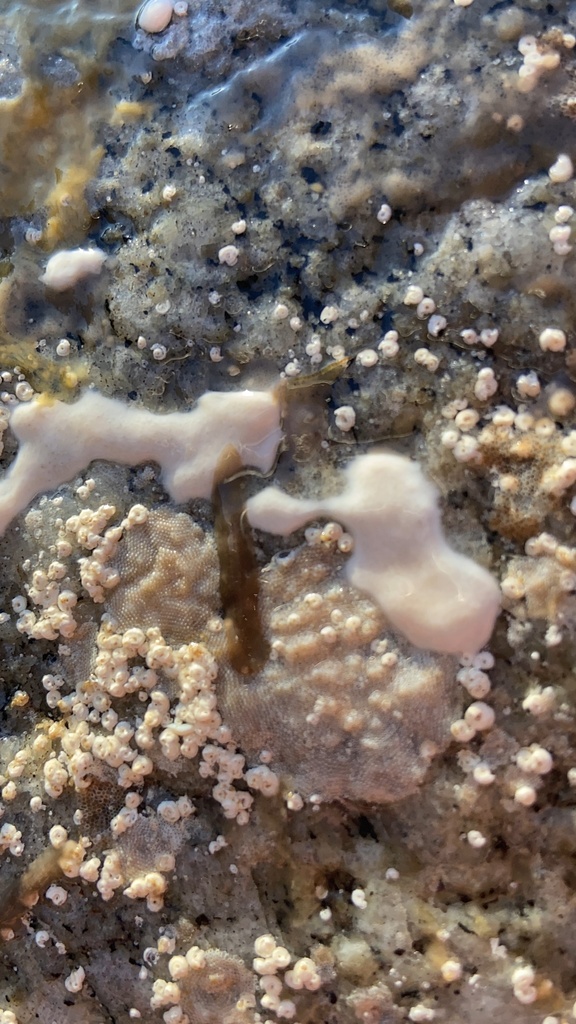 Notocomplana acticola from 17 Mile Dr, Del Monte Forest, CA, US on February 19, 2022 at 04:40 PM ...