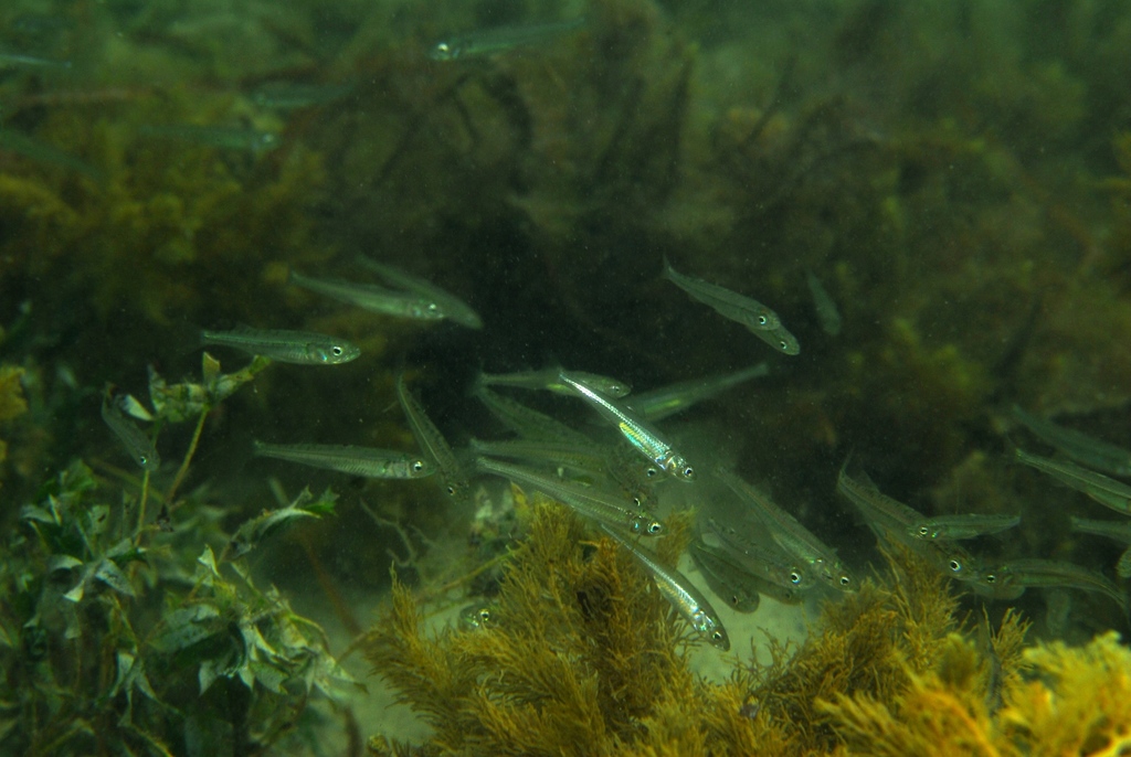 Silver Fish (Fishes of Port Phillip Bay, Victoria) · iNaturalist