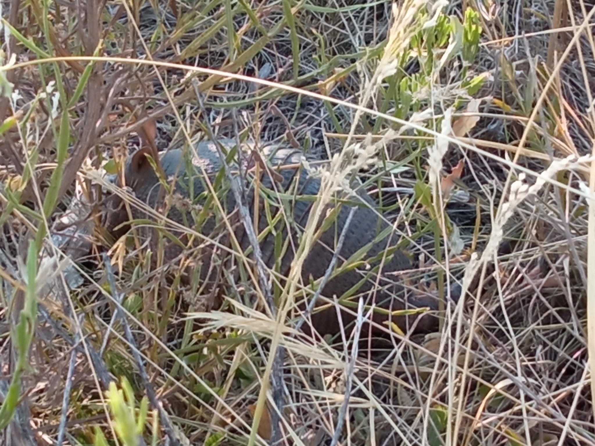 Dasypus septemcinctus Linnaeus, 1758