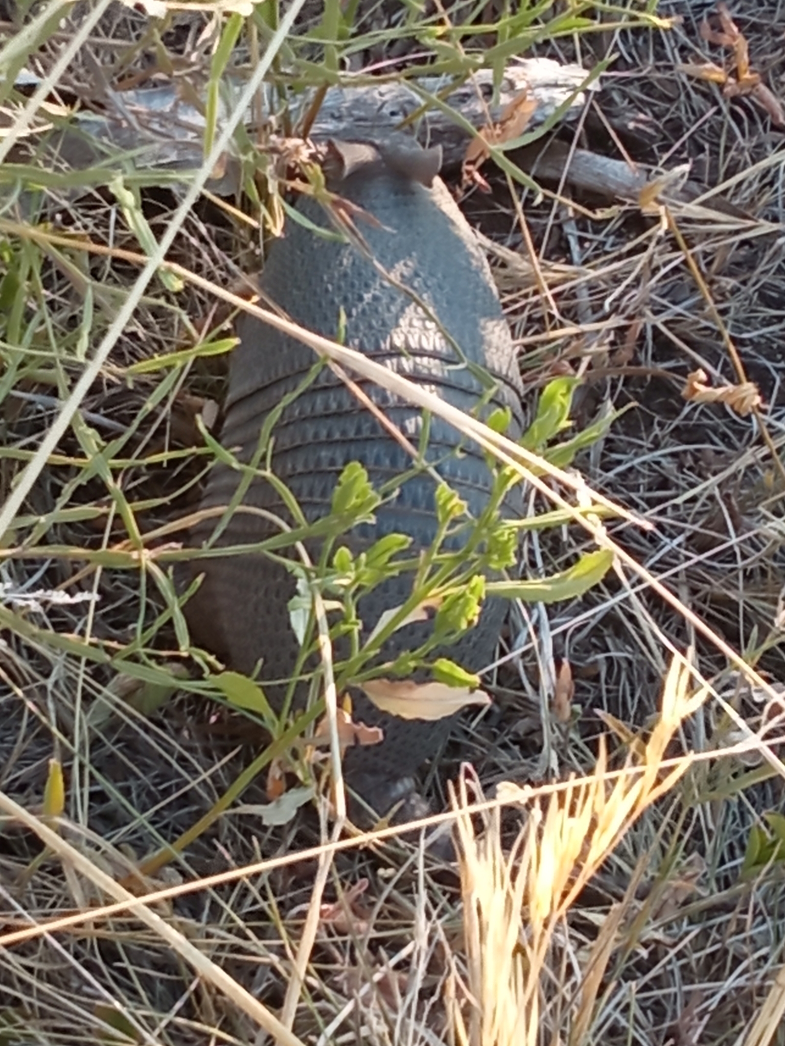 Dasypus septemcinctus Linnaeus, 1758