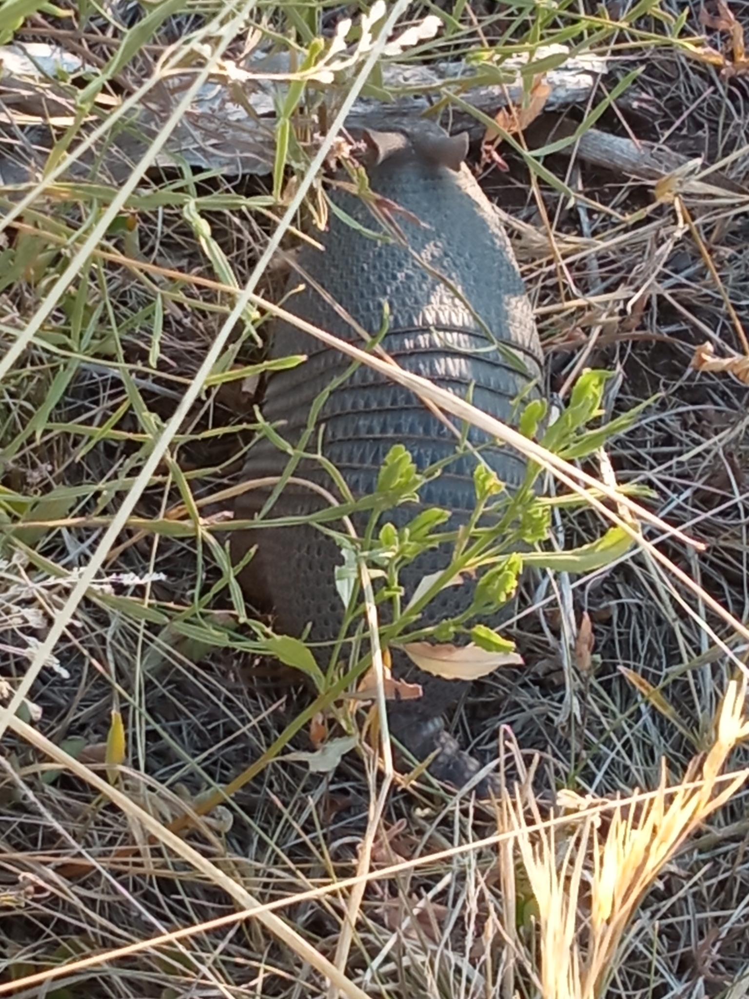 Dasypus septemcinctus Linnaeus, 1758