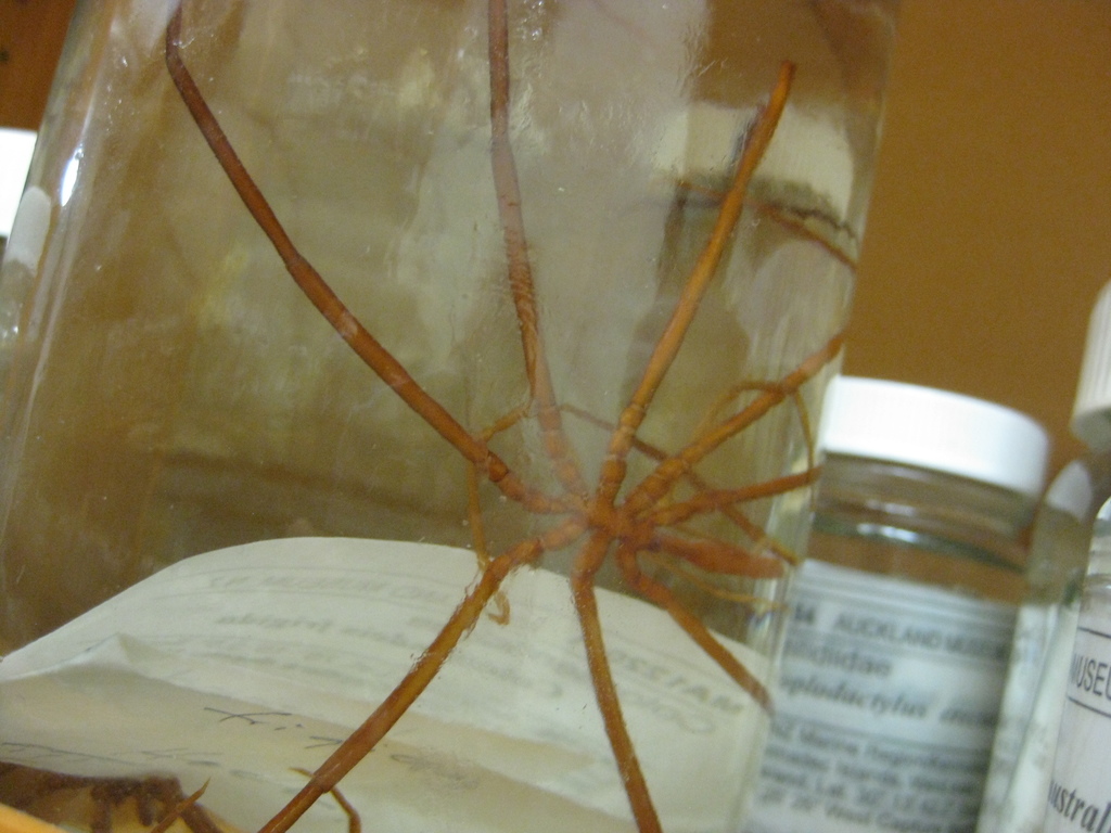 Colossendeis megalonyx from Antarctica on July 10, 2019 at 03:03 AM by ...