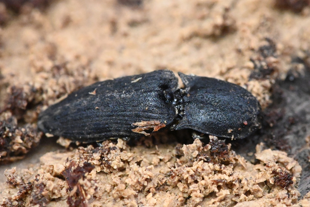 Cryptalaus sordidus from Xuanwu, Nanjing, Jiangsu, China on February 19 ...