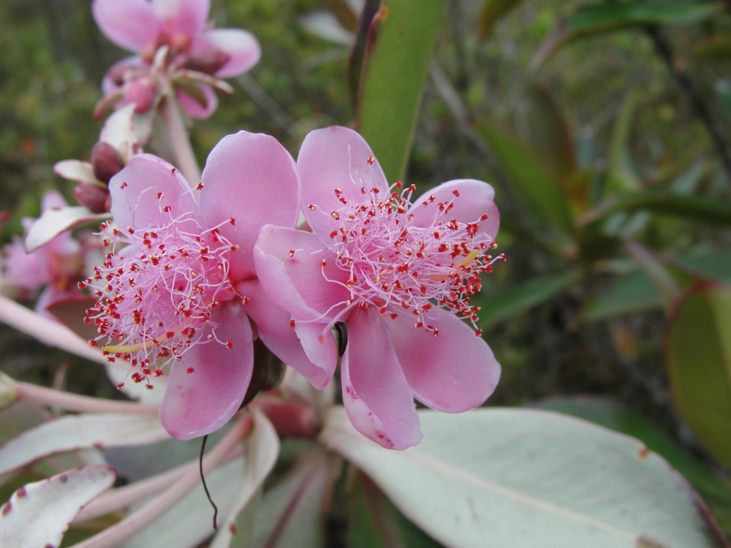 bonnetia family (Bonnetiaceae) - Botanical Realm