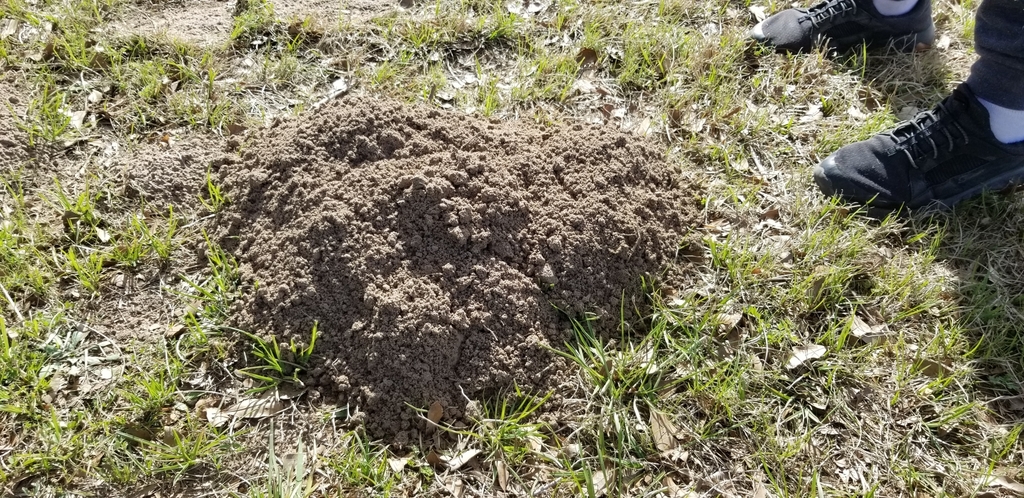 Eastern Pocket Gophers from San Felipe, TX, USA on February 19, 2022 at ...