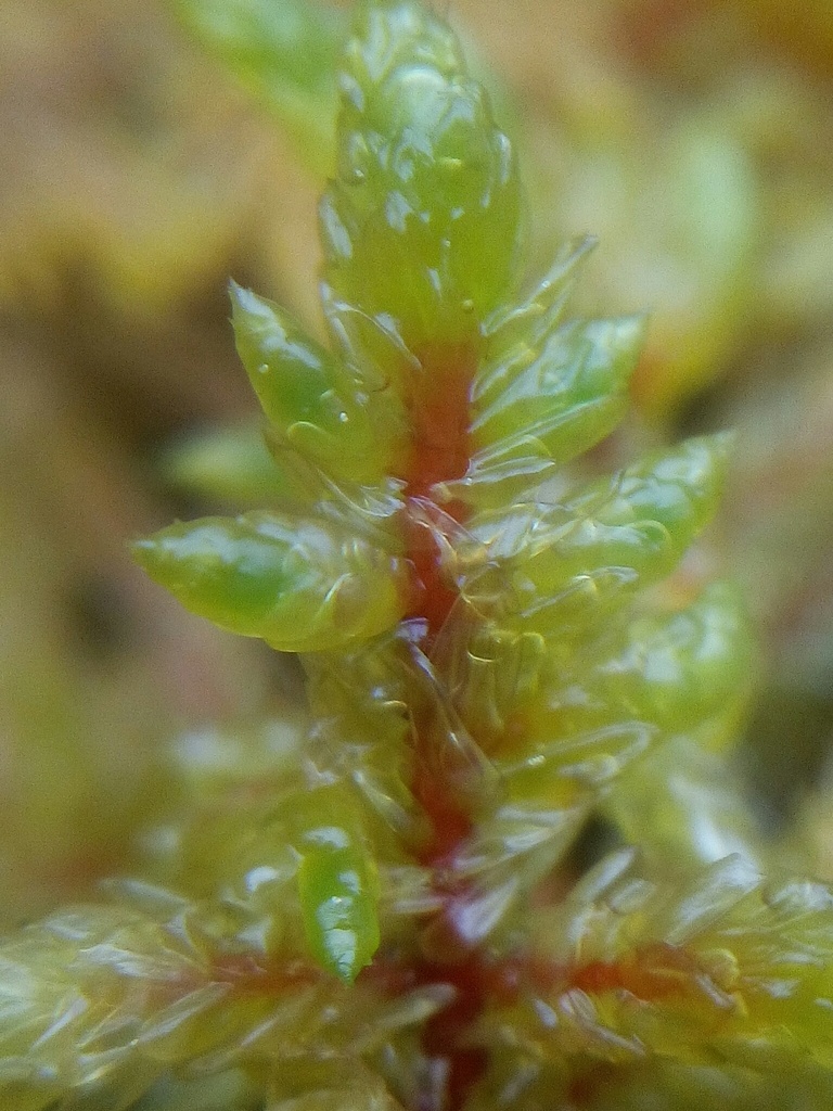 Red-stemmed Feather Moss (Pleurozium schreberi) - Botanical Realm