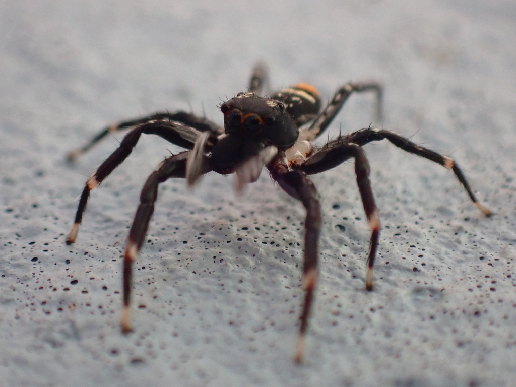 Golden-tailed Jumping Spider from Emerald Beach NSW 2456, Australia on ...