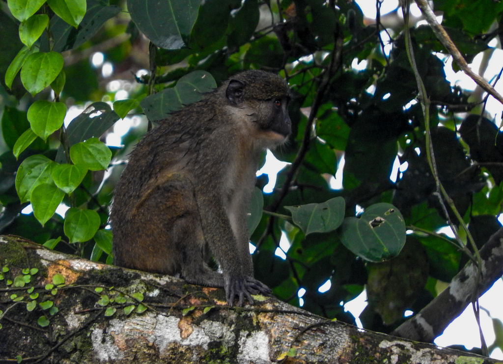 Allen's Swamp Monkey (Allenopithecus nigroviridis) - Know Your Mammals