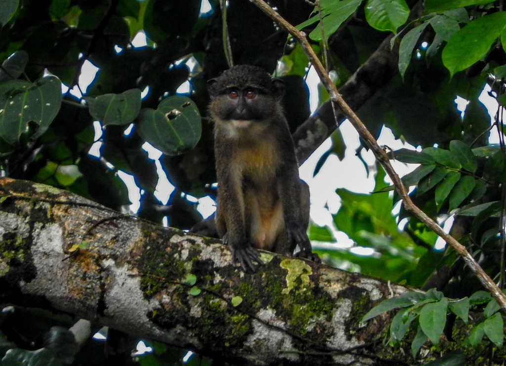 Allen's Swamp Monkey (Allenopithecus nigroviridis) - Know Your Mammals