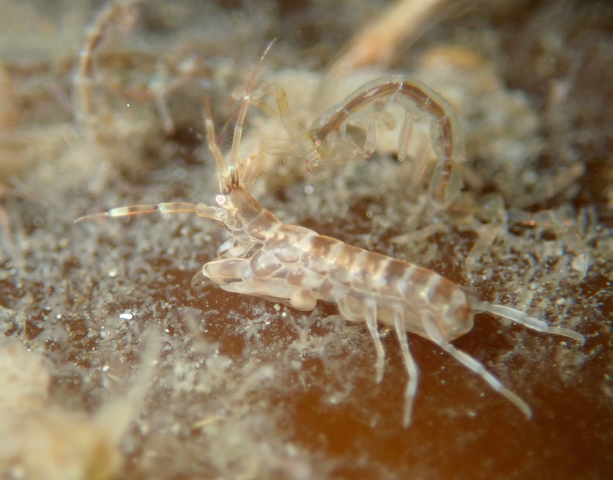 Ischyroceridae
