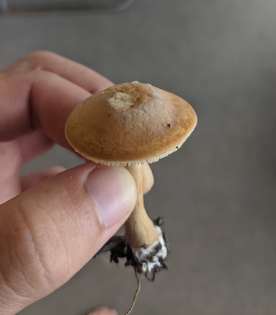 Mulch Fieldcap from Grafton, Auckland, New Zealand on February 03, 2022 ...