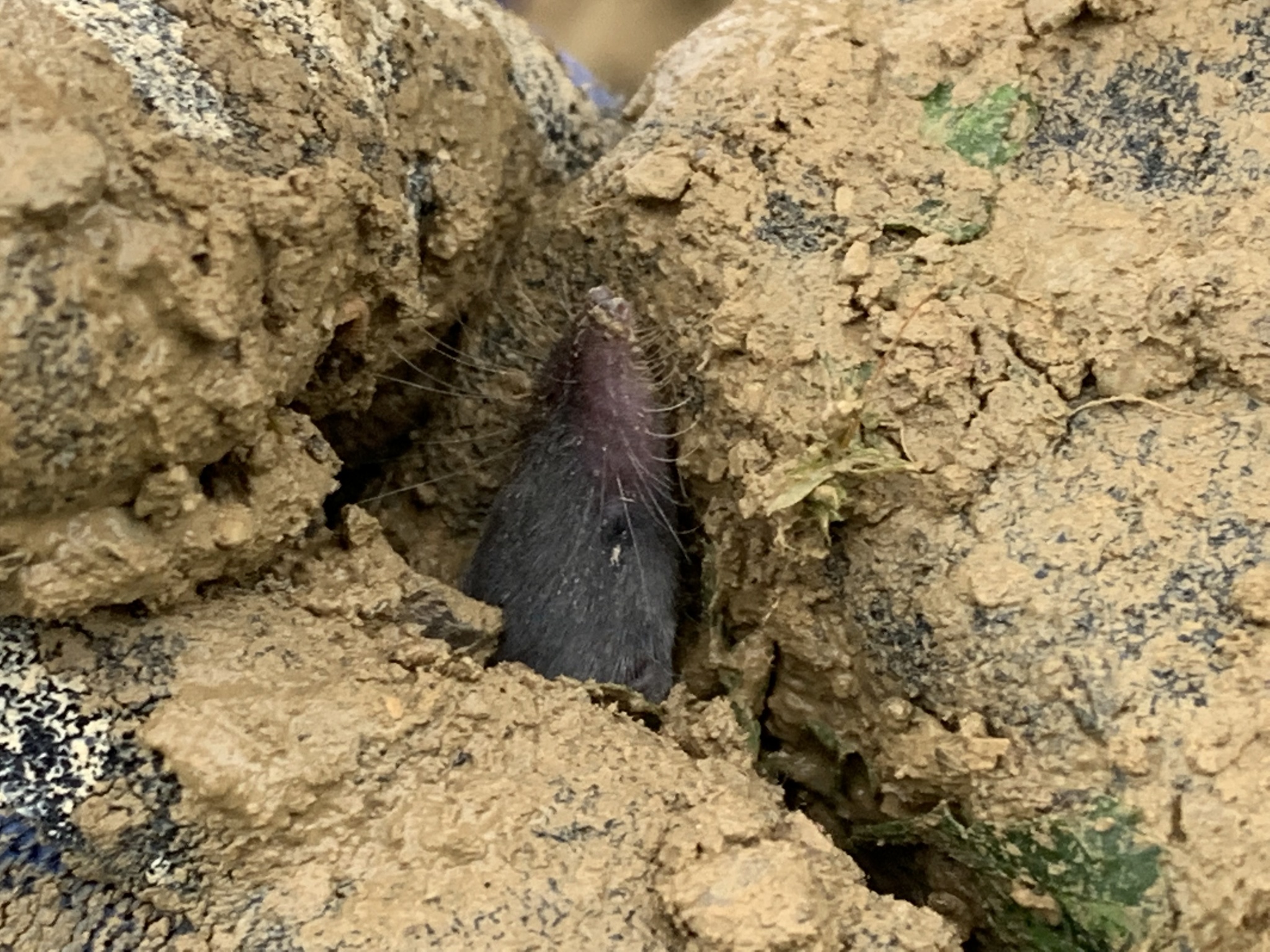 Suncus murinus (Linnaeus, 1766)