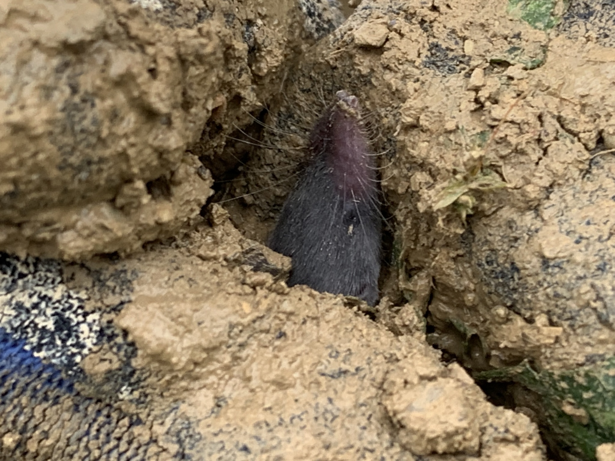 Suncus murinus (Linnaeus, 1766)
