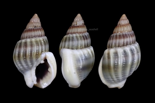 Nassarius sinarum · iNaturalist