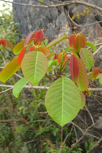 Triadica rotundifolia · iNaturalist