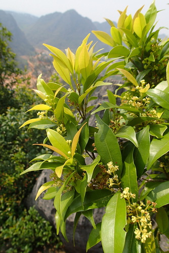 Olea tsoongii · iNaturalist