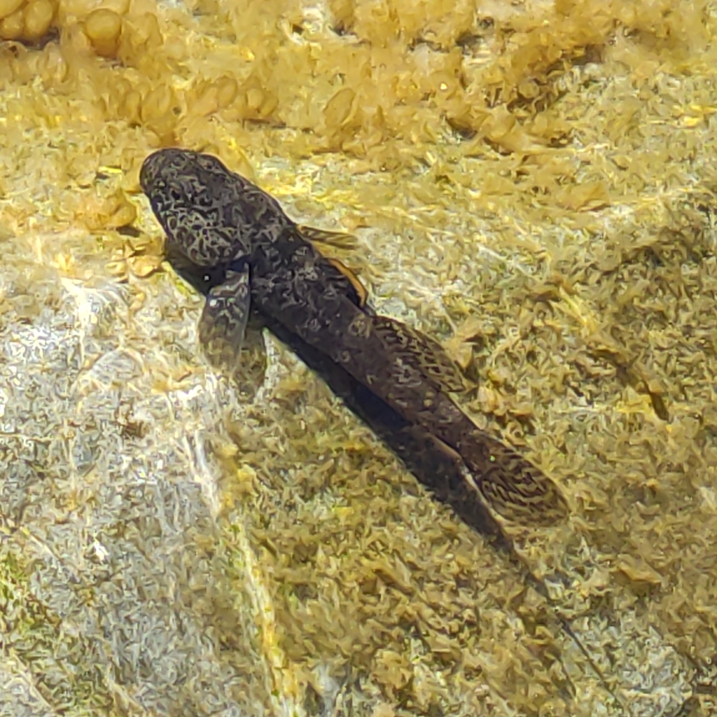 Upland bully from Lake Grasmere Recreation Reserve, NZ-CA-SY, NZ-CA, NZ ...
