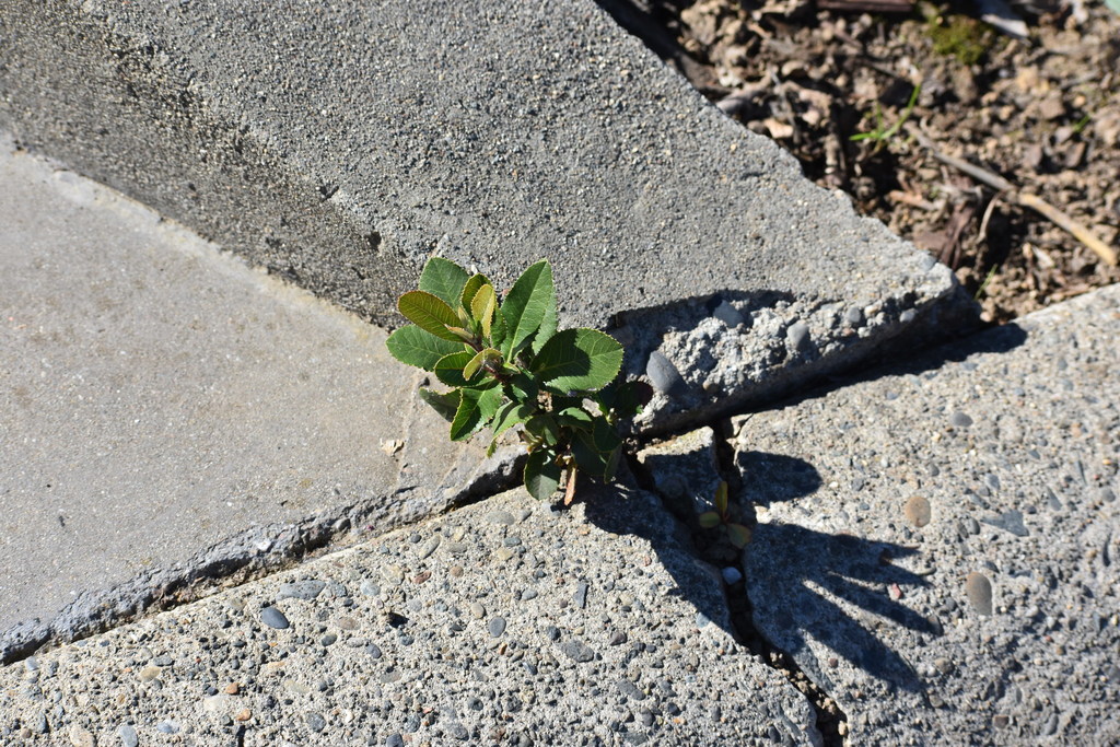Toyon from Governors Park in El Dorado Hills, CA, USA on February 13 ...