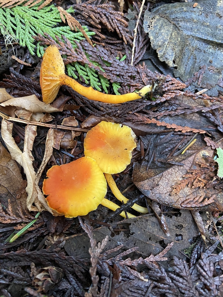 Waxcaps from Sequim, WA, US on February 19, 2022 at 03:45 PM by ...
