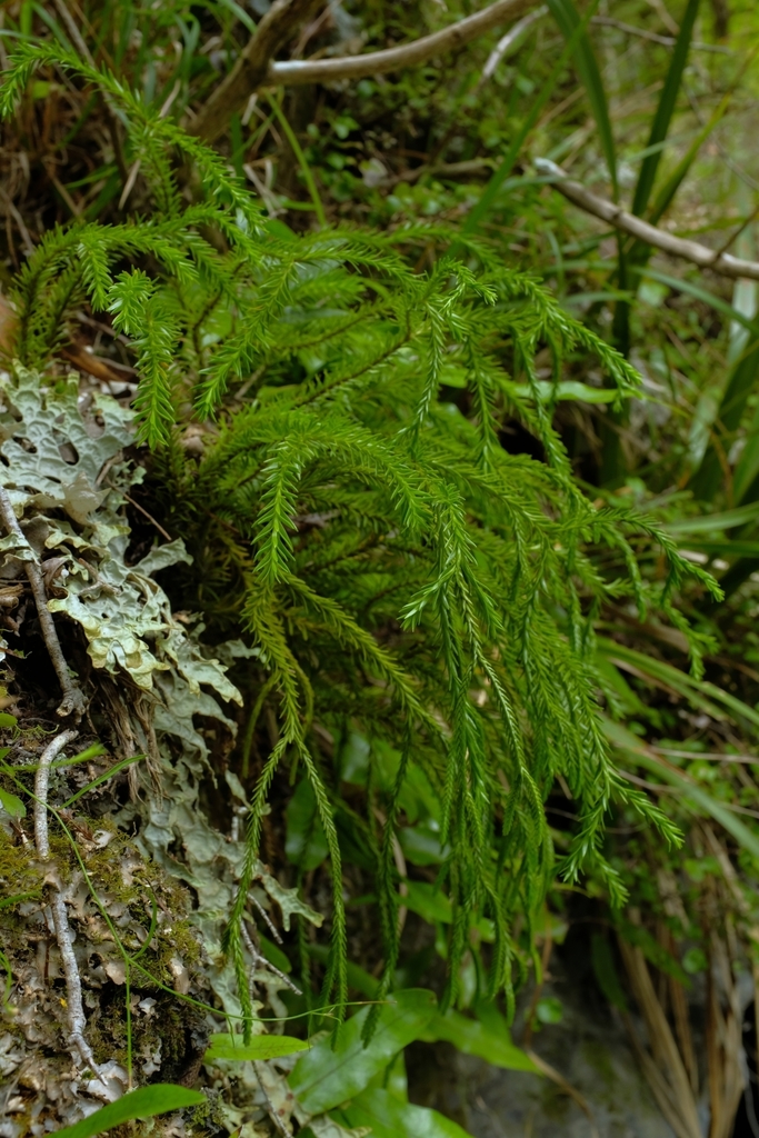 hanging clubmoss from Wainuiomata, Lower Hutt 5373, New Zealand on ...