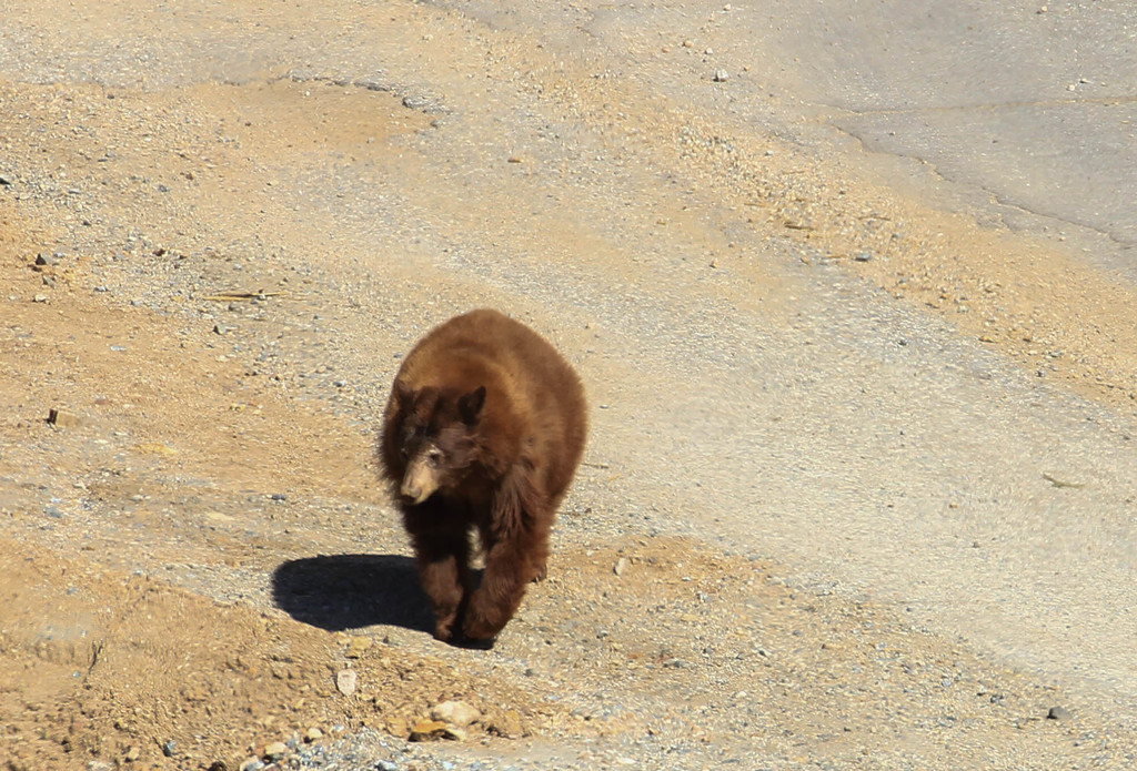 California Black Bear from Monrovia Canyon, Monrovia, CA 91016, USA on ...