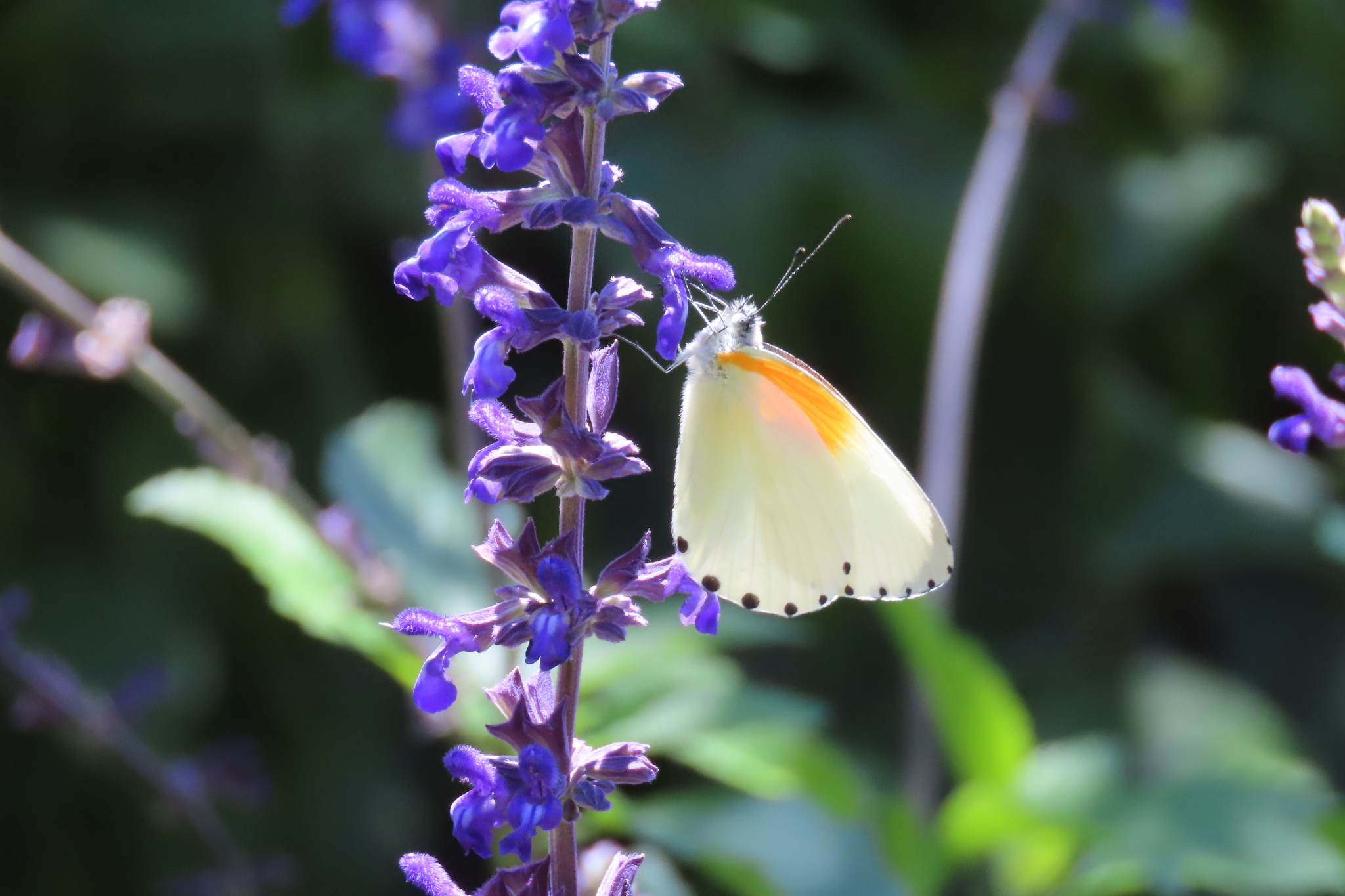 Mylothris rueppellii (Koch, 1865)