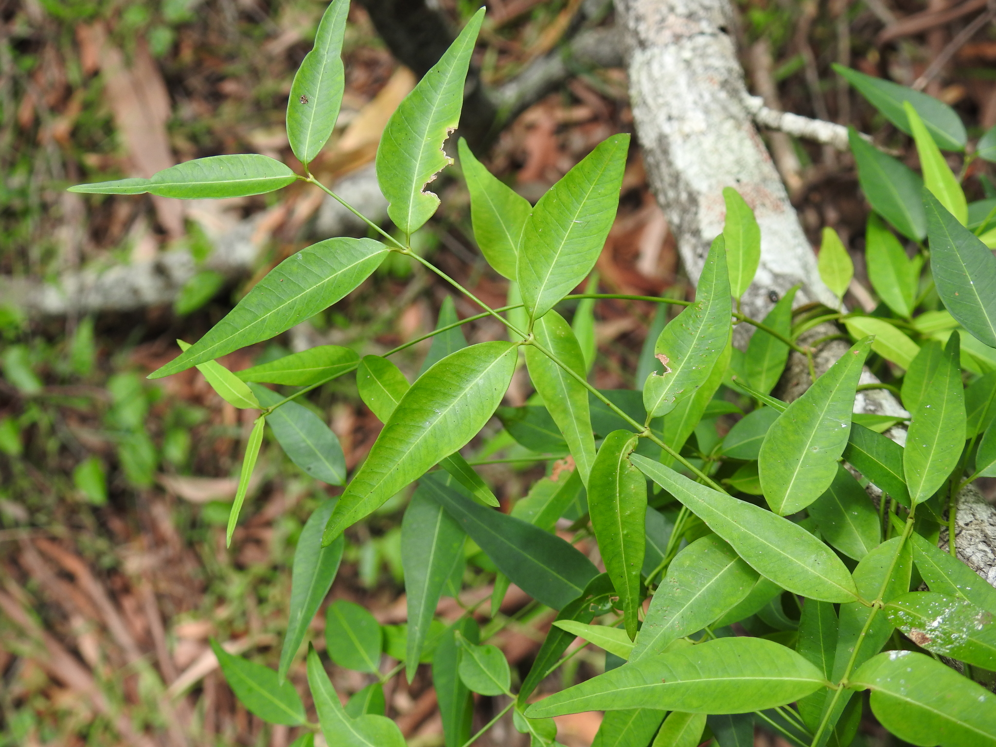 Secamone elliptica R.Br.