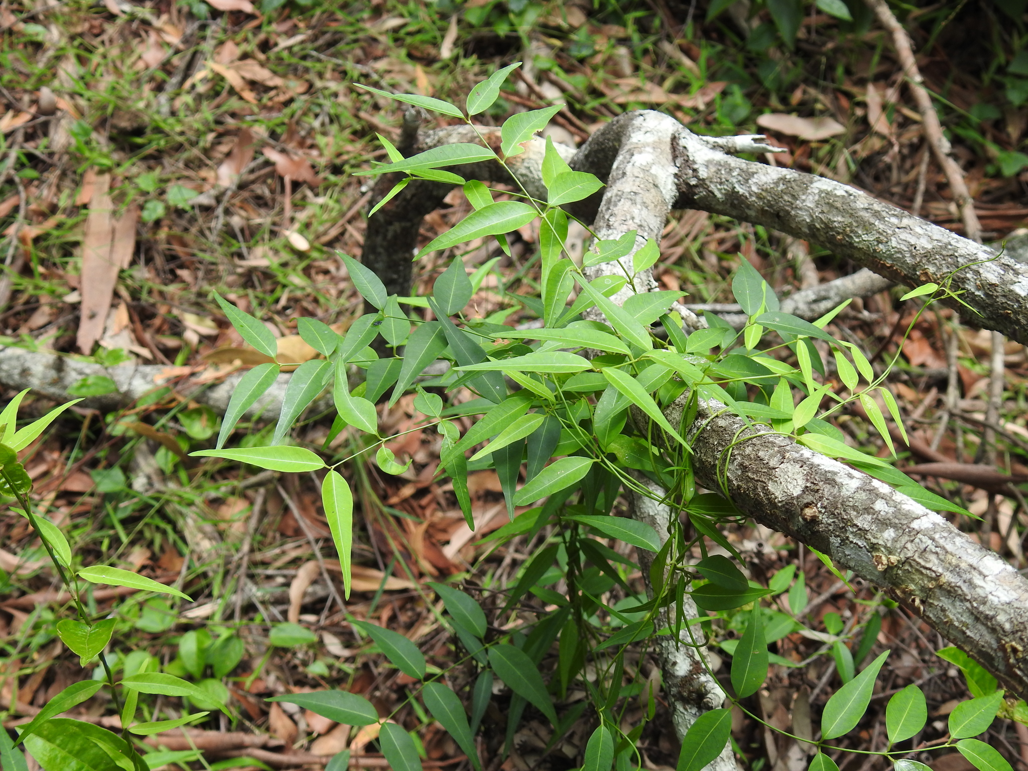 Secamone elliptica R.Br.