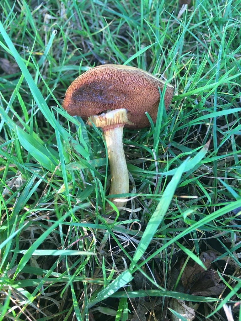 Peppery Bolete from Unity Park, Dunedin, Otago, NZ on February 20, 2022 ...
