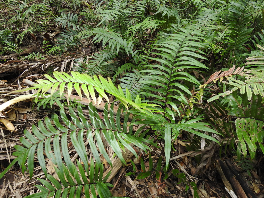 Blechnum camfieldii from Tuan Forest QLD 4650, Australia on February 20 ...
