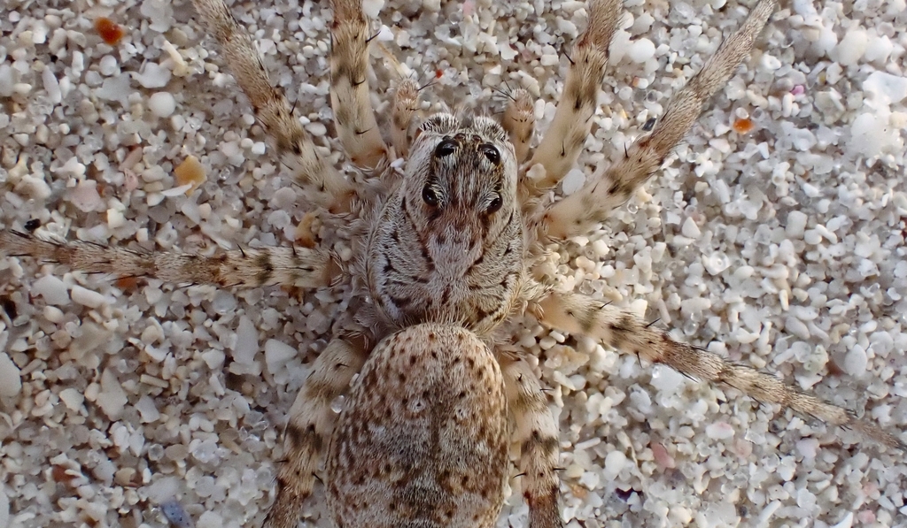 Wolf Spiders from Port Rickaby SA 5575, Australia on October 11, 2020 ...