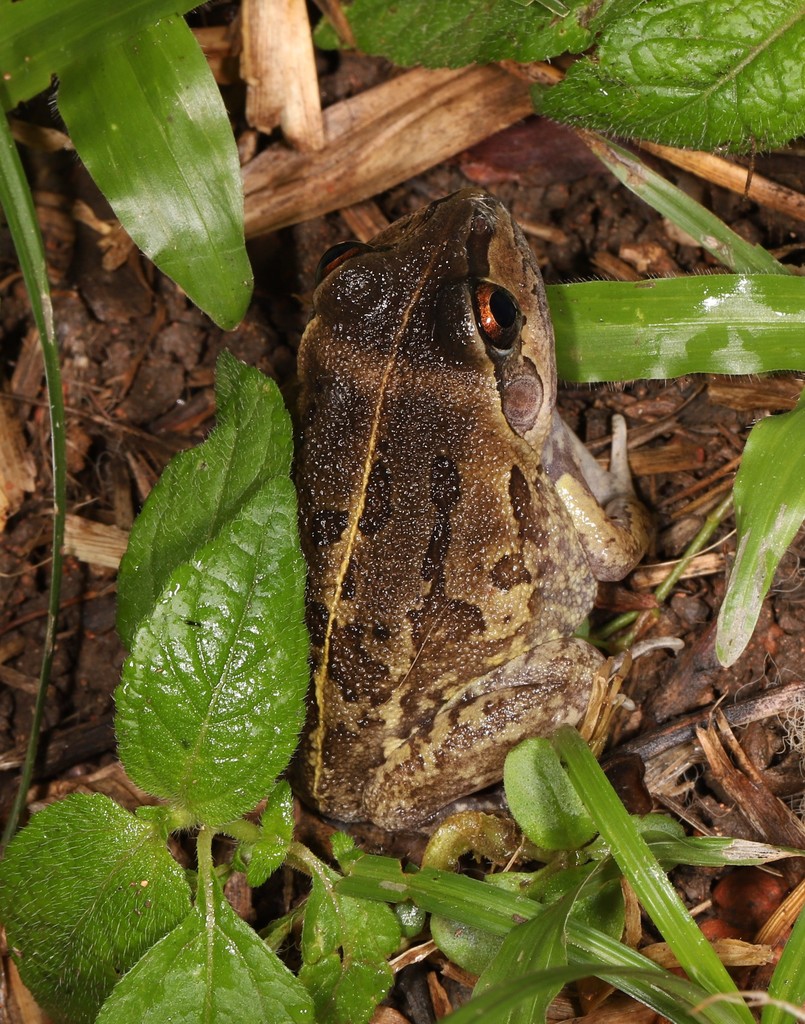 Short-footed Frog from Weipa QLD 4874, Australia on January 25, 2022 by ...