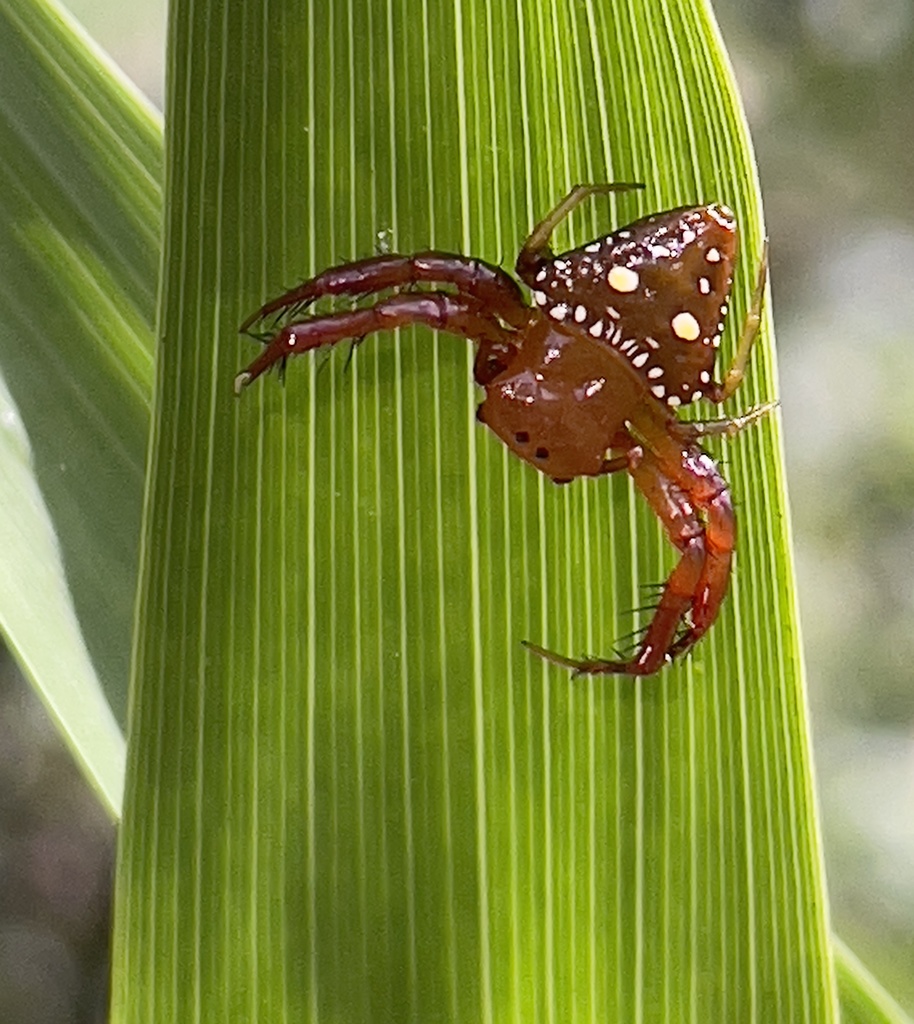 Common Triangular Spider from Winston Rd, Palmwoods, QLD, AU on ...