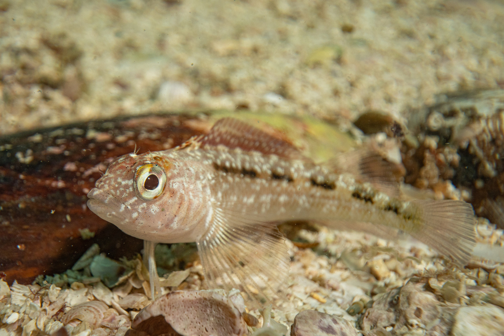 Common Triplefin from Auckland, New Zealand on February 20, 2022 at 09: ...