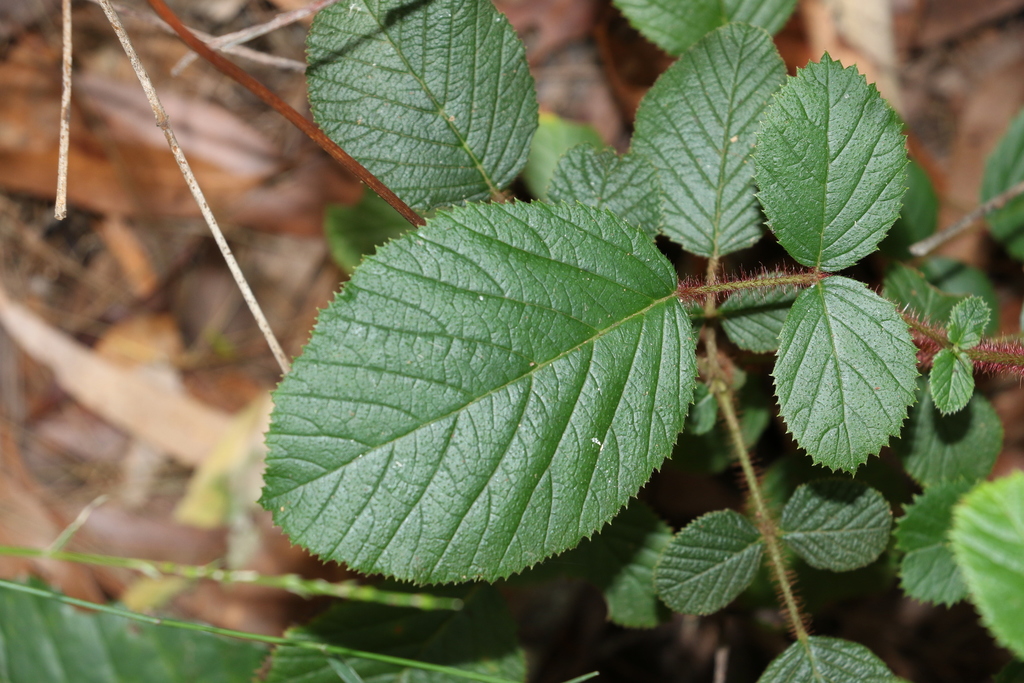 Yellow Himalayan Raspberry from North Maleny QLD 4552, Australia on ...