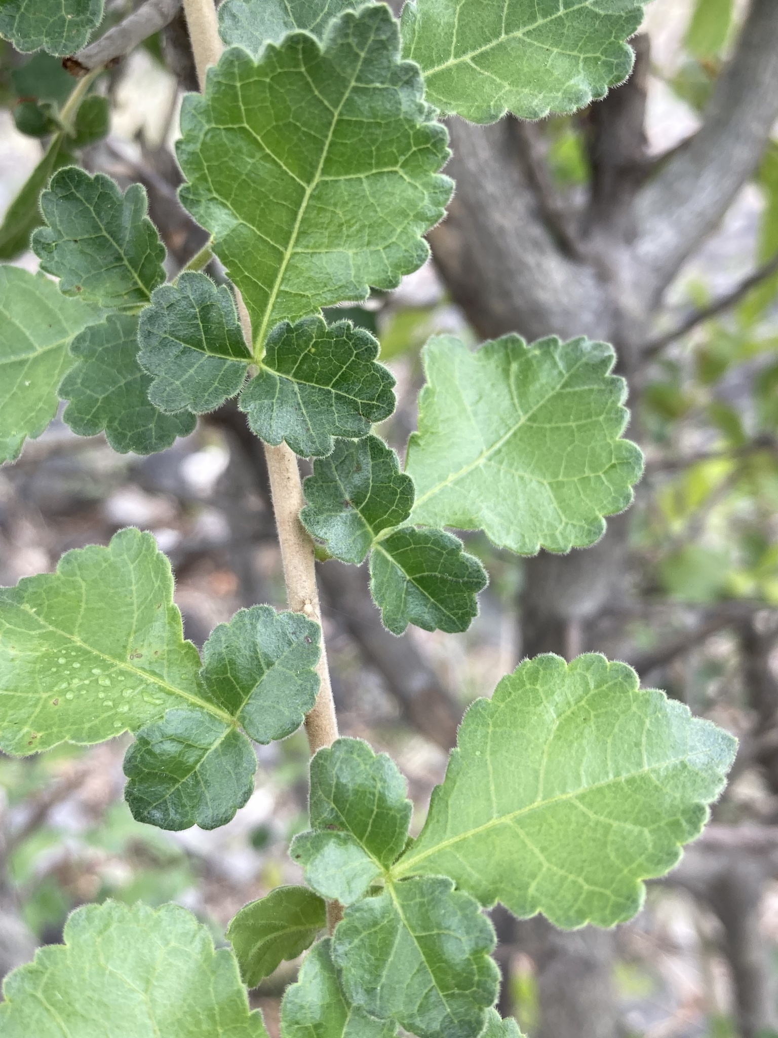 Commiphora africana (Rich.) Engl.