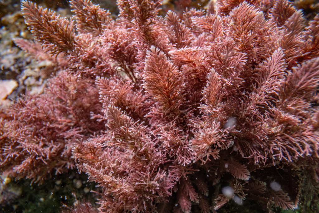 Red Coralline Algae (Jania) - Botanical Realm
