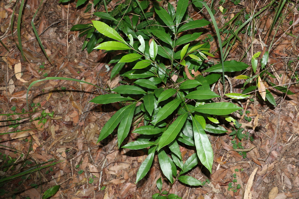 scentless rosewood from Caloundra - Hinterland, Queensland, Australia ...