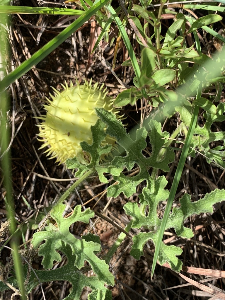 South African Spiny Cucumber from NW, ZA on February 20, 2022 at 08:14 ...