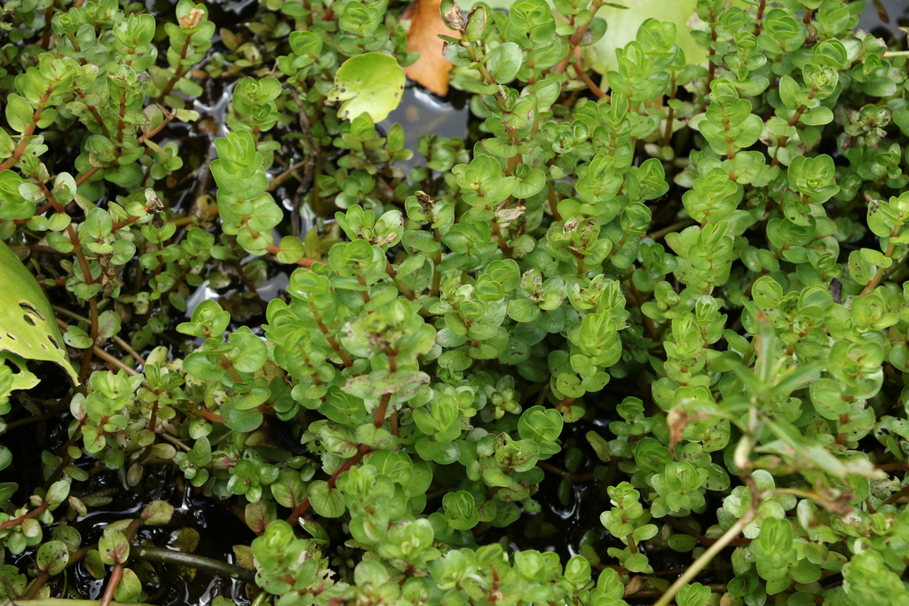 roundleaf toothcup from Maroochy, Queensland, Australia on February 19 ...
