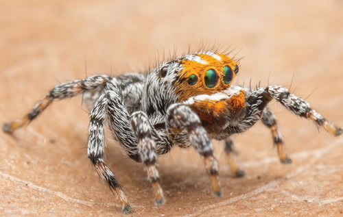 Maratus nemo · iNaturalist Mexico