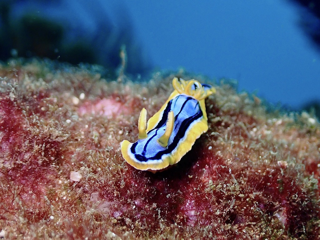 Elisabeth's Chromodoris from Tasman Sea, Sandy Beach, NSW, AU on ...