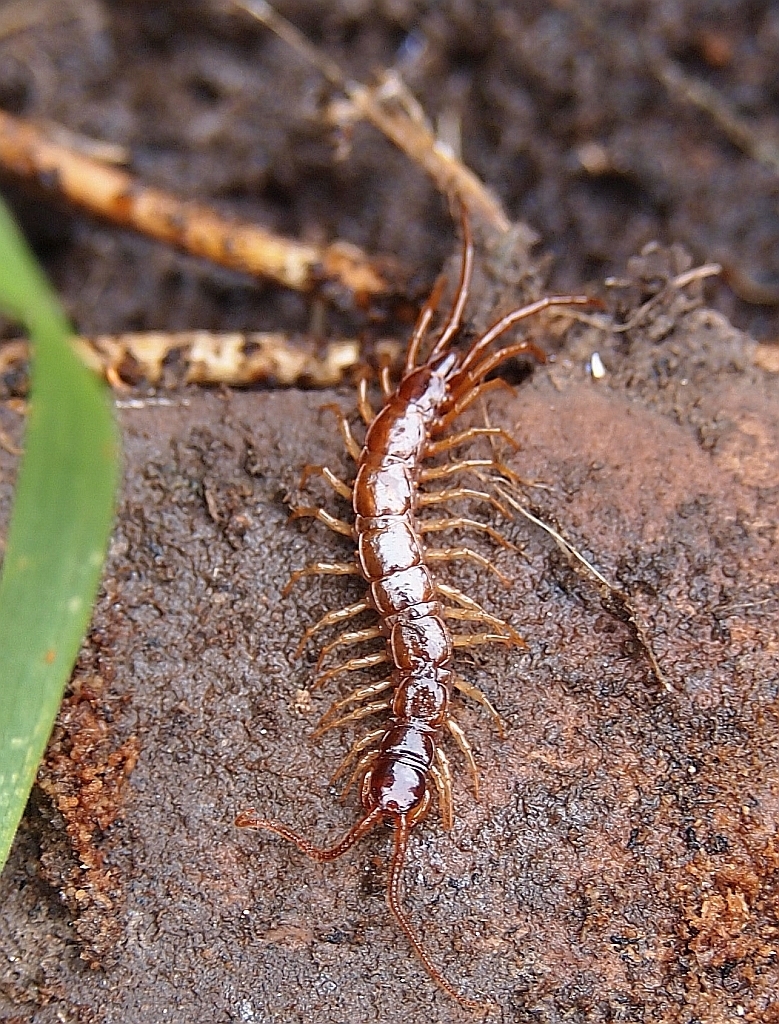Brown Centipede from St Clair, Dunedin 9012, New Zealand on February 19 ...